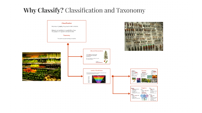 Why Classify Classification And Taxonomy By On Prezi