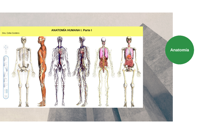ANATOMÍA HUMANO. INTRODUCCIÓ by Celia Cordero on Prezi