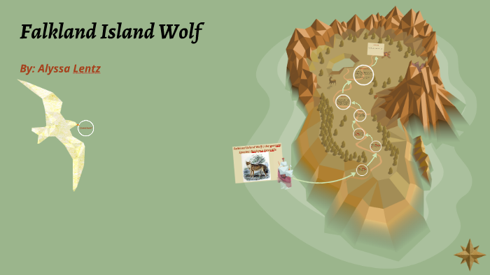 Falkland Island Wolf by alyssa lentz