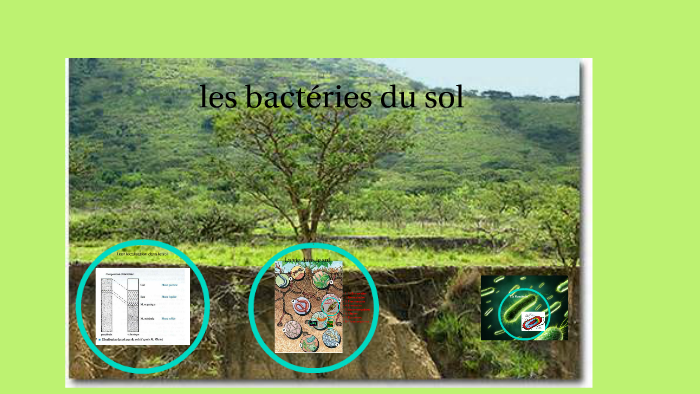 Les bactéries du sol by leonora anthony on Prezi