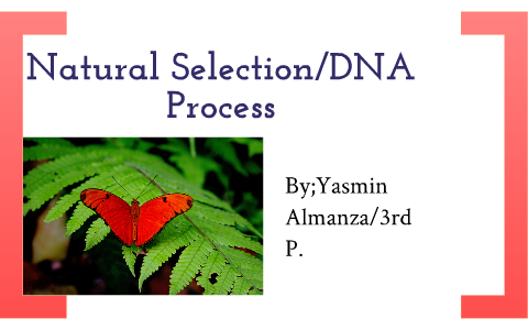 Natural Selection/ Dna Process by Yasmin Almanza on Prezi