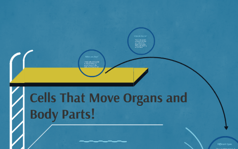 Cells That Move Organs and Body Parts! by C. H. on Prezi