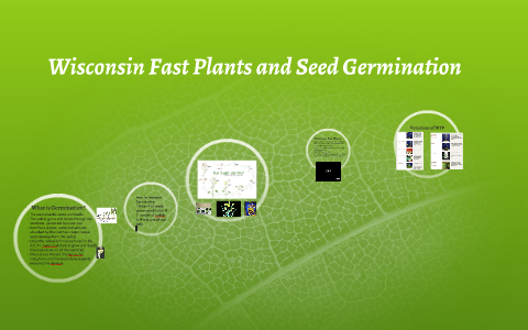 Wisconsin Fast Plants and Seed Germination by Peggy Wright on Prezi