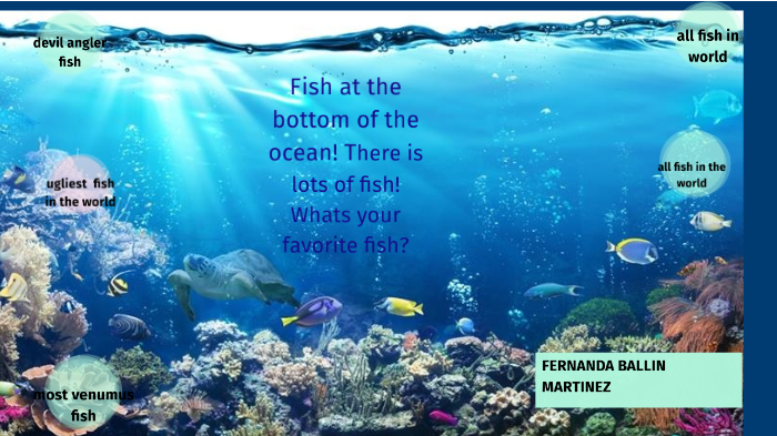 fish by Fernanda Ballin Martinez on Prezi