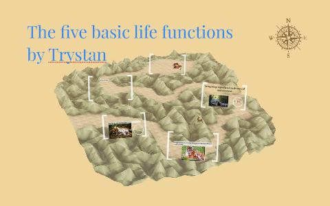 The five basic life function by REBECCA BAGGETT on Prezi