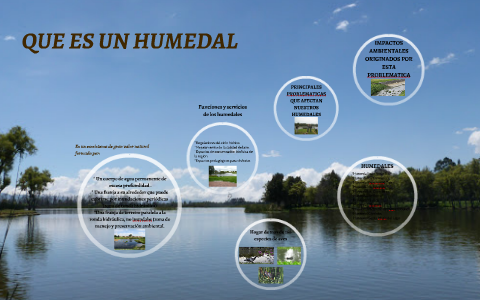 QUE ES UN HUMEDAL by Andrea Zamudio
