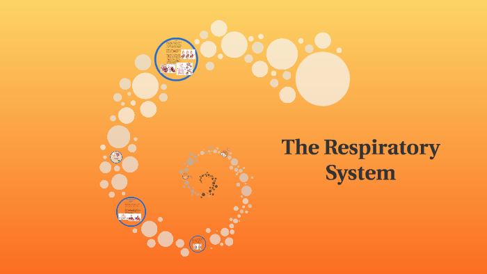 The Respiratory System by Kayla Goldsmith on Prezi