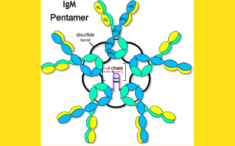Se trata de un pentámero que representa del 5 al 10% de las by Fernanda ...