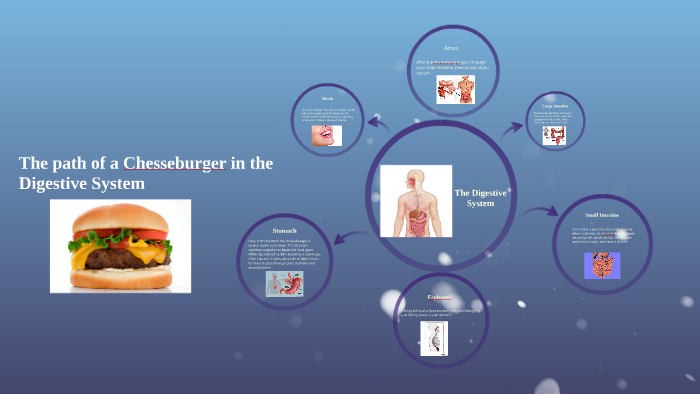 The path of a Chesseburger in the Digestive System by Ruby Herrera on Prezi