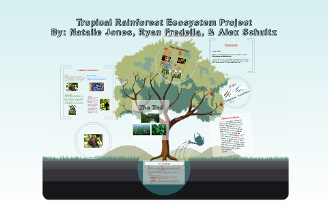 Tropical Rainforest Ecosystem Project by Natalie Jones on Prezi