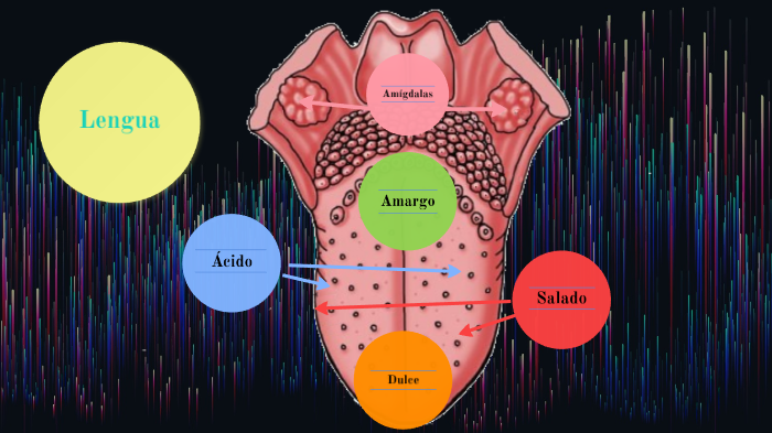 Partes de la Lengua by Vidauri Evan on Prezi