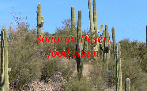 Colin's Sonoran Desert food chain by on Prezi
