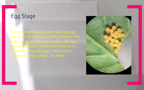 life Cycle of a Cabbage White Butterfly by Hannah Walter on Prezi