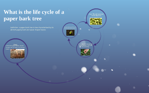 What is the life cycle of a paper bark tree by Jacob Le on Prezi