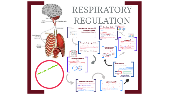 Respiratory regulation by Kerry Adele on Prezi