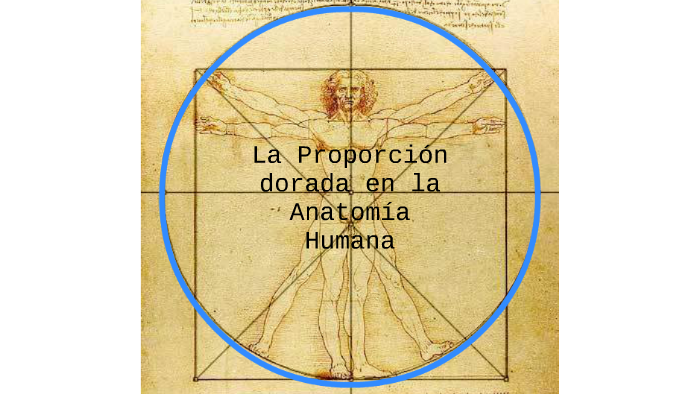 La Proporcion dorada en la Anatomia Humana by on Prezi