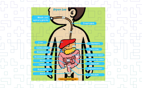 DIGESTIVE SYSTEM by jong kim on Prezi