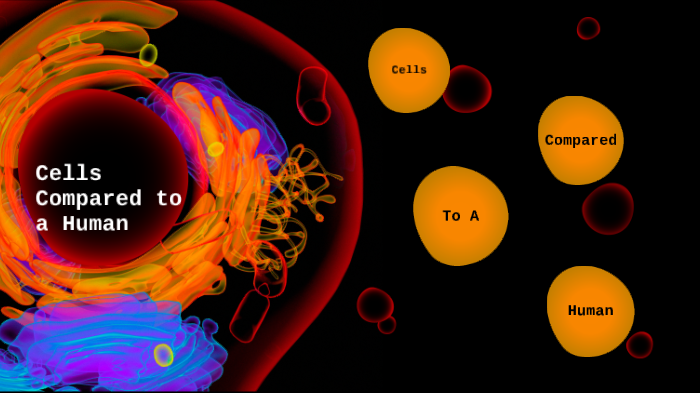 Cells Compared to a Human by Kayla Ziegler on Prezi