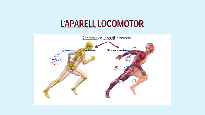 L'APARELL LOCOMOTOR by Maria B S on Prezi