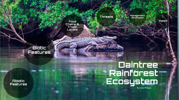 Daintree Rainforest Ecosystem by Eilee Philipse on Prezi