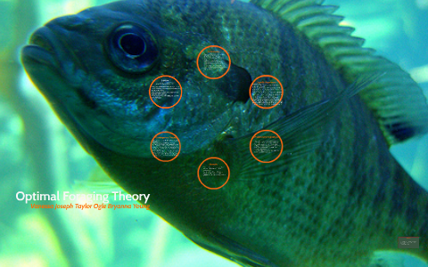 Optimal Foraging Theory by Vanessa Joseph on Prezi