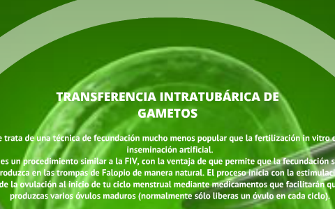 transferencia intratubarica de gametos by Daniel G on Prezi