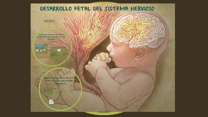 DESARROLLO FETAL DEL SISTEMA NERVIOSO by LUCIO GARCIA on Prezi