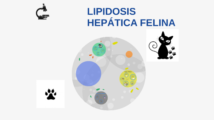 LIPIDOSIS HEPÁTICA FELINA by darling yanori montiel reina on Prezi