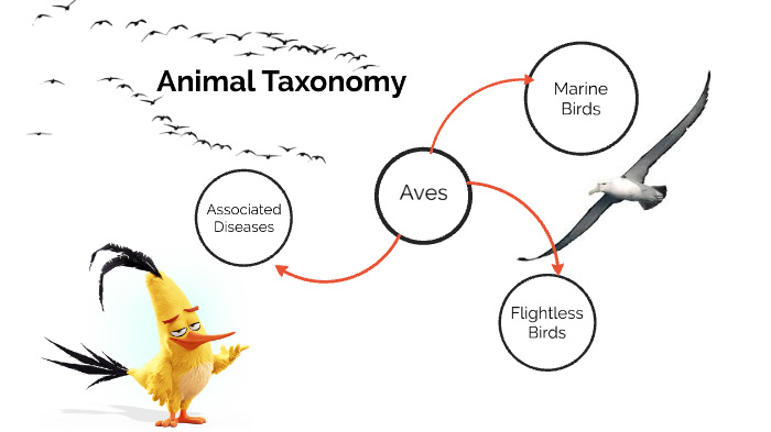 Animal Taxonomy- Aves by Sam Klyver on Prezi