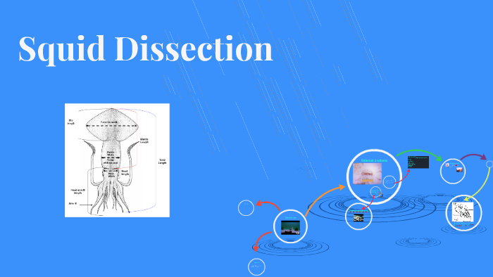 Squid Dissection by Caroline Coulson on Prezi
