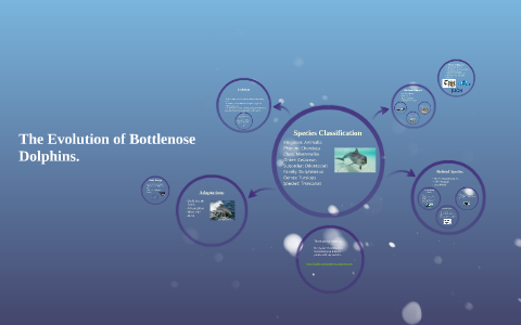 The Evolution of Bottlenose Dolphins. by Brodie Davis on Prezi