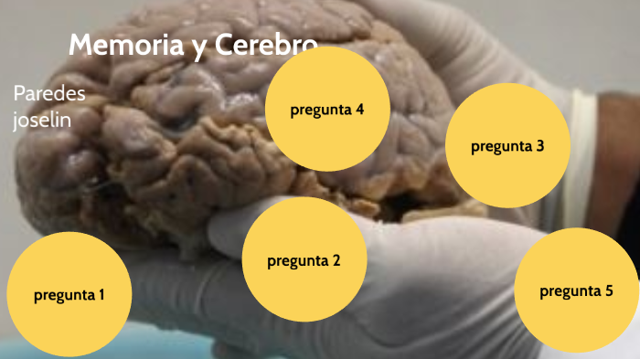 Memoria Y Cerebro By Jenny Paredes On Prezi