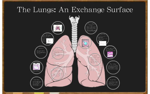 The Lungs: An Exchange Surface by Laura Houldcroft on Prezi
