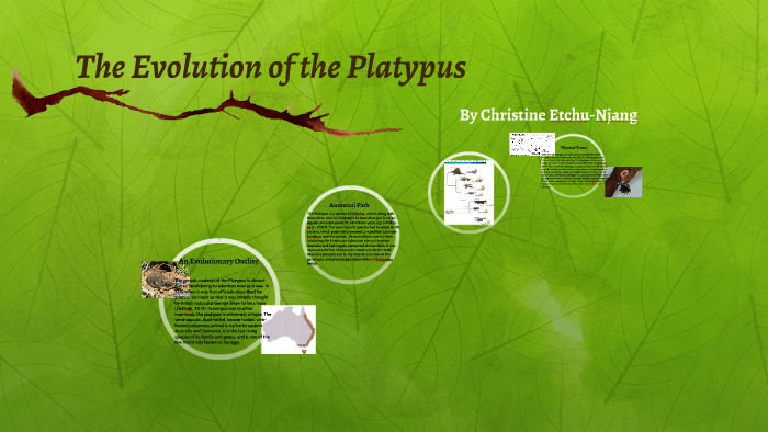 The Evolution of the Platypus by Christine Etchu-Njang on Prezi