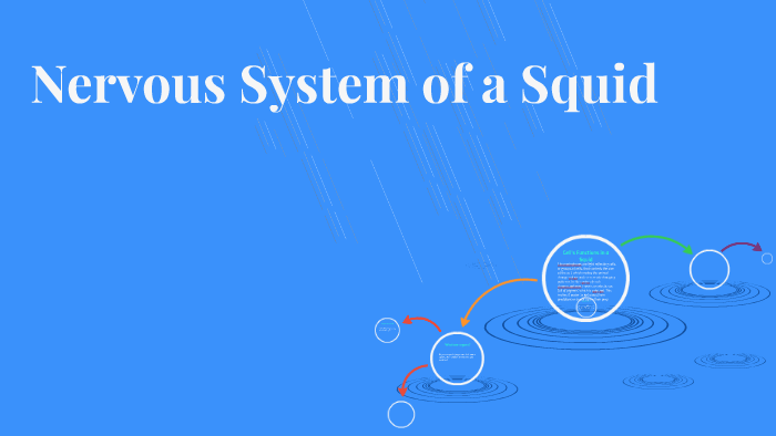 Nervous System of a Squid by Thomas Kraut on Prezi