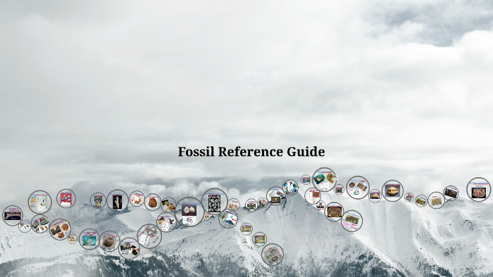 Fossil Reference Guide by Matthew Knight on Prezi
