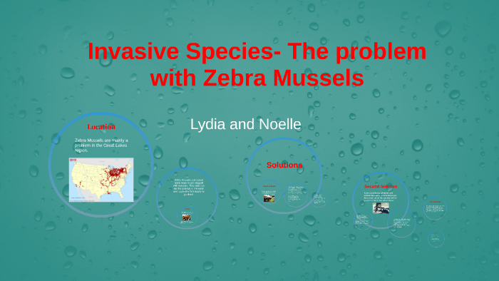 Invasive Species- The problem with Zebra Mussels by Lydia Jungmann on Prezi