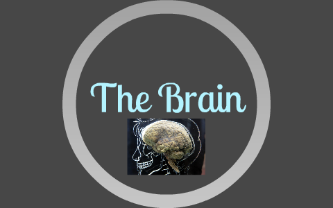 The Brain by Robel Tewelde on Prezi