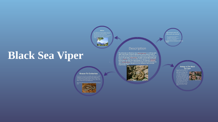 The extremely rare Black Sea viper (Vipera pontica) is a str by ...