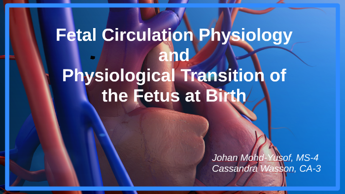 Transition From Fetal To Neonatal Circulation Transition From Fetal To Neonatal Circulation