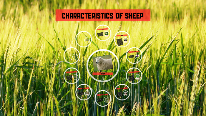 Sheep Presentation #SHEEP by Ish Patel on Prezi