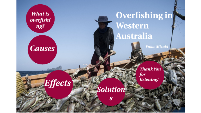 Overfishing in Western Australia by Fuka Mizuki on Prezi