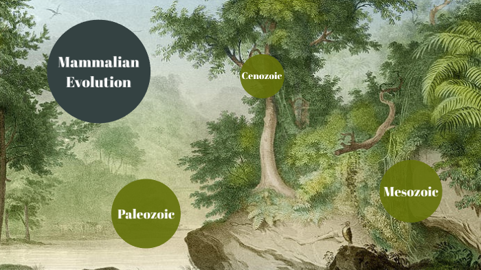 Mammalian Evolution Timeline by Kerrigan Thornton on Prezi