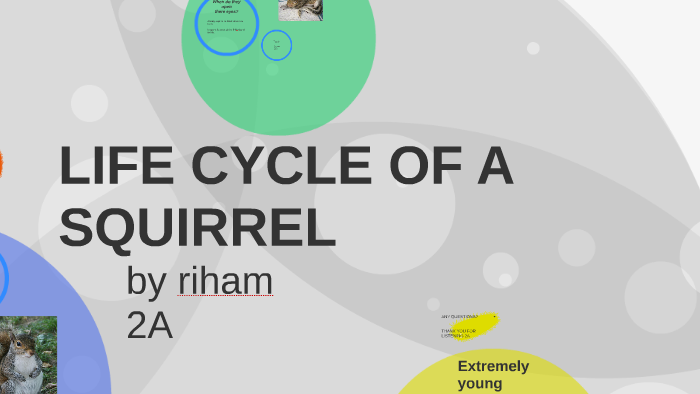 A Squirrel's Life Cycle by arslah khan on Prezi