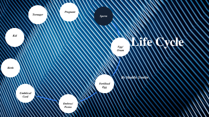 Life cycle by Maddie Tomlin on Prezi