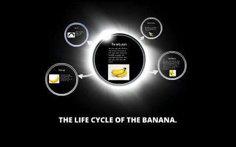 The evolution of the banana. by Billy Bradshaw-white on Prezi