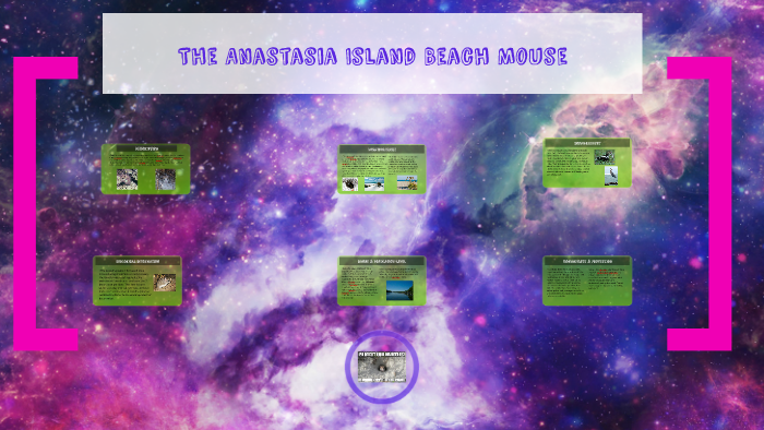 The Anastasia Island Beach Mouse by Kiya Smith on Prezi