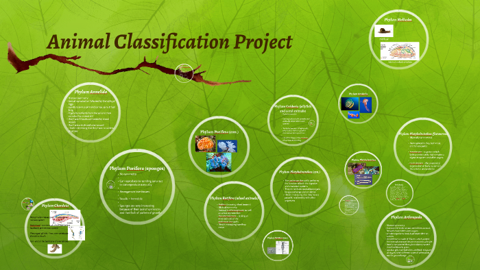 Animal Classification Project by Emma Nugent on Prezi