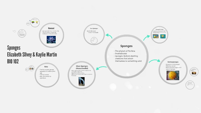 Sponges by Elizabeth Silvey on Prezi