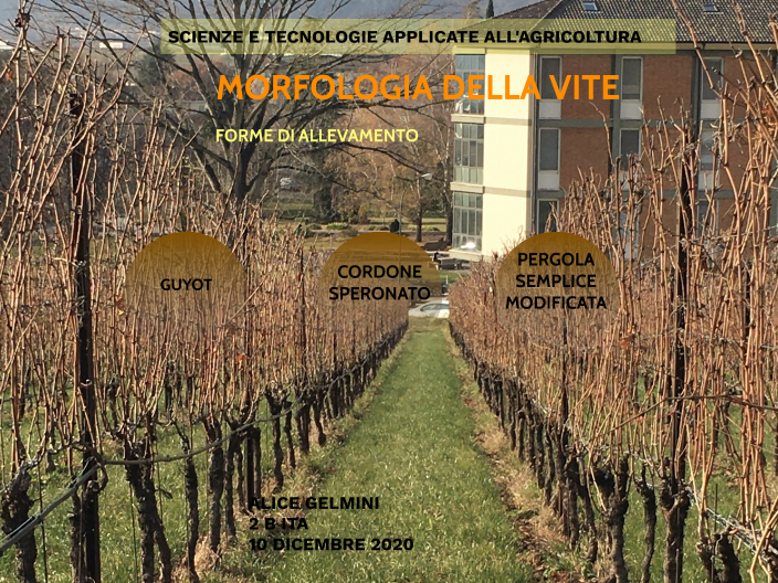MORFOLOGIA DELLA VITE by Alice Gelmini on Prezi